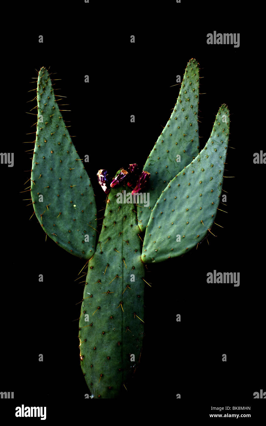 Color Photograph of Cactus Plant Stock Photo - Alamy
