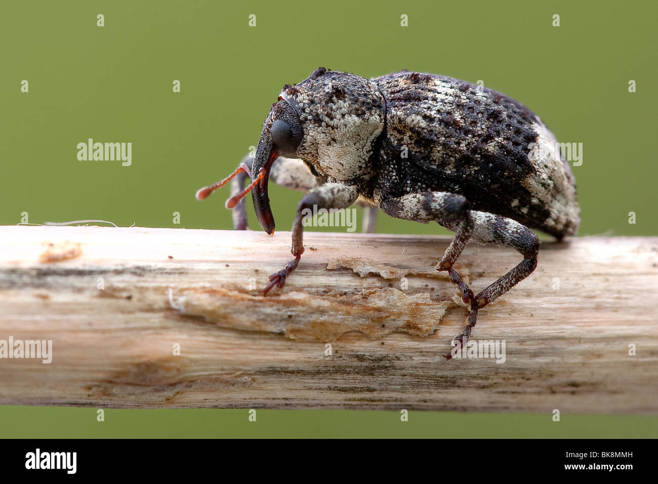 Snout beetles hi-res stock photography and images - Alamy
