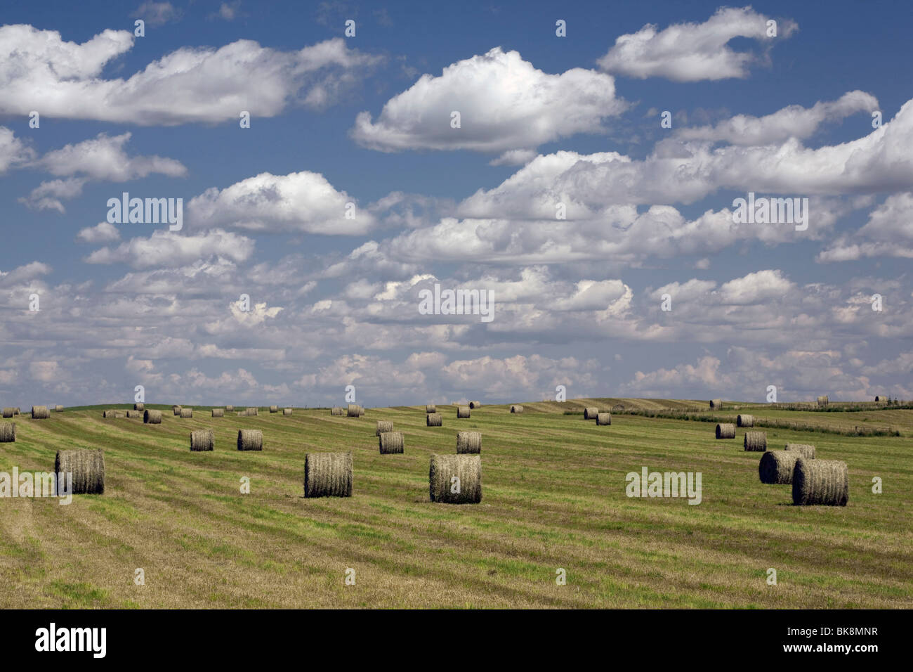 Hay Bales In Field, Alberta, Canada Stock Photo - Alamy