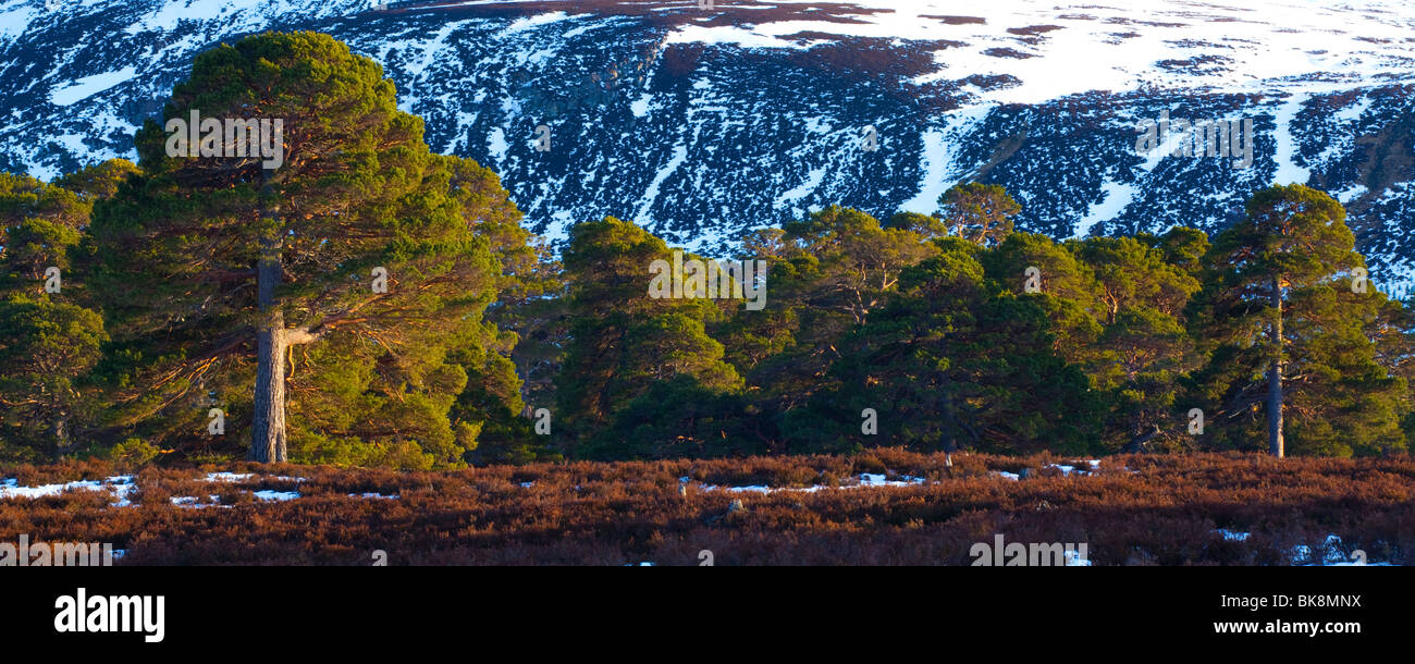 Scotland, Aberdeenshire, Mar Lodge Estate. Scots Pines on moorland near ...
