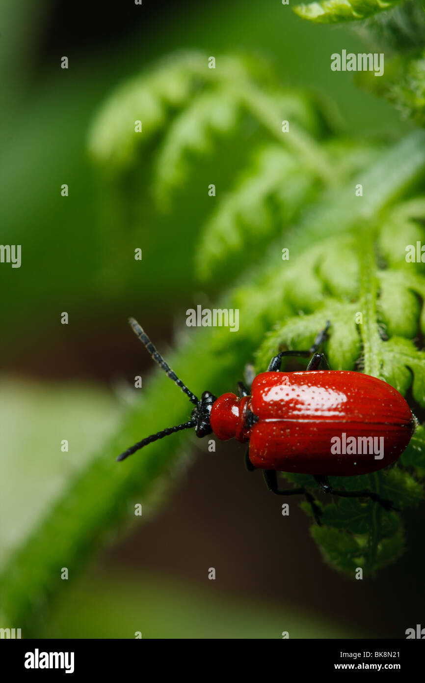 Lily leaf beetle hi-res stock photography and images - Alamy