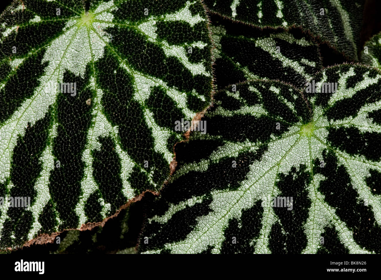 Detail begonia hi-res stock photography and images - Alamy