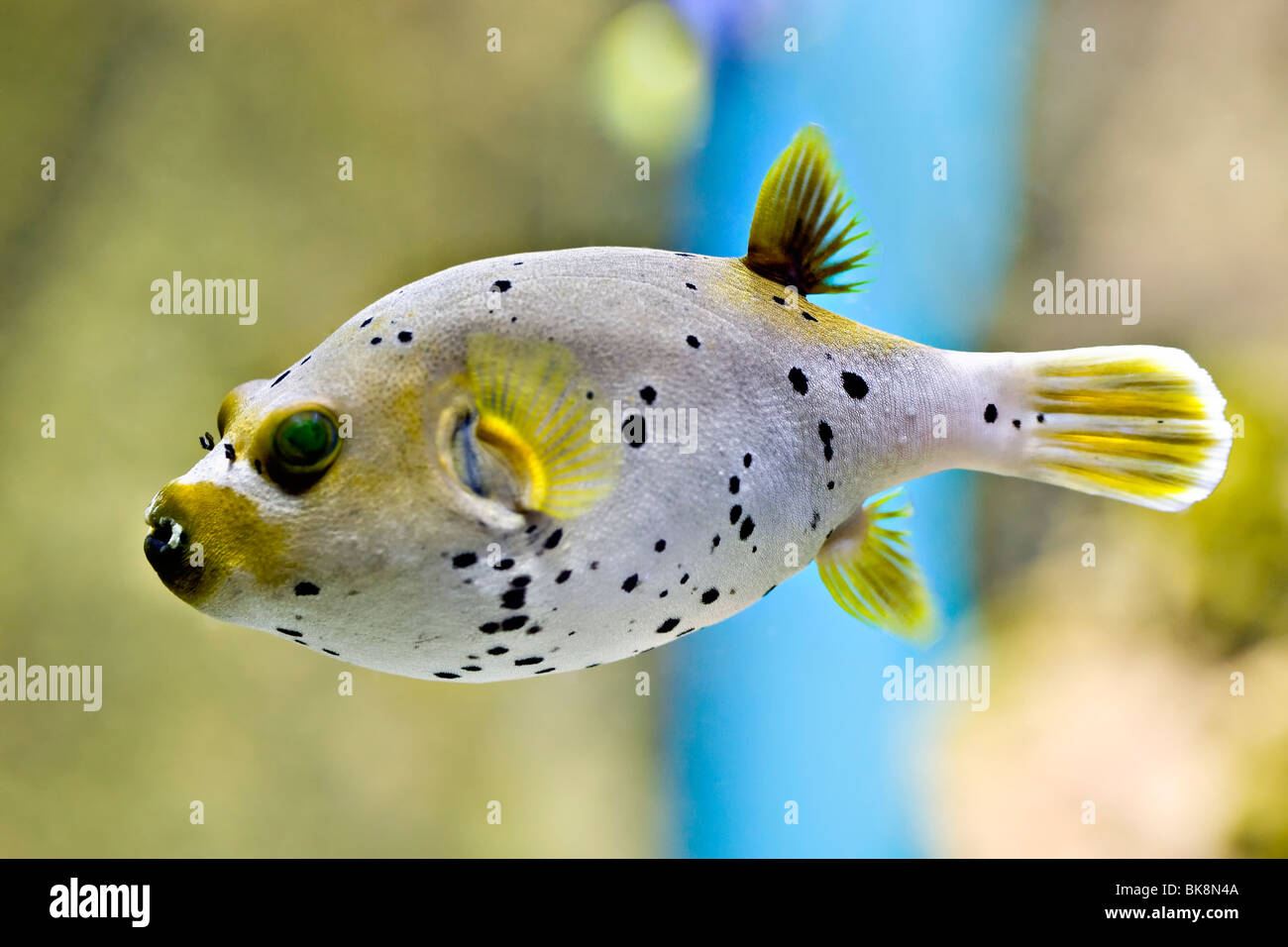 Yellow white and black spotted fish Stock Photo - Alamy