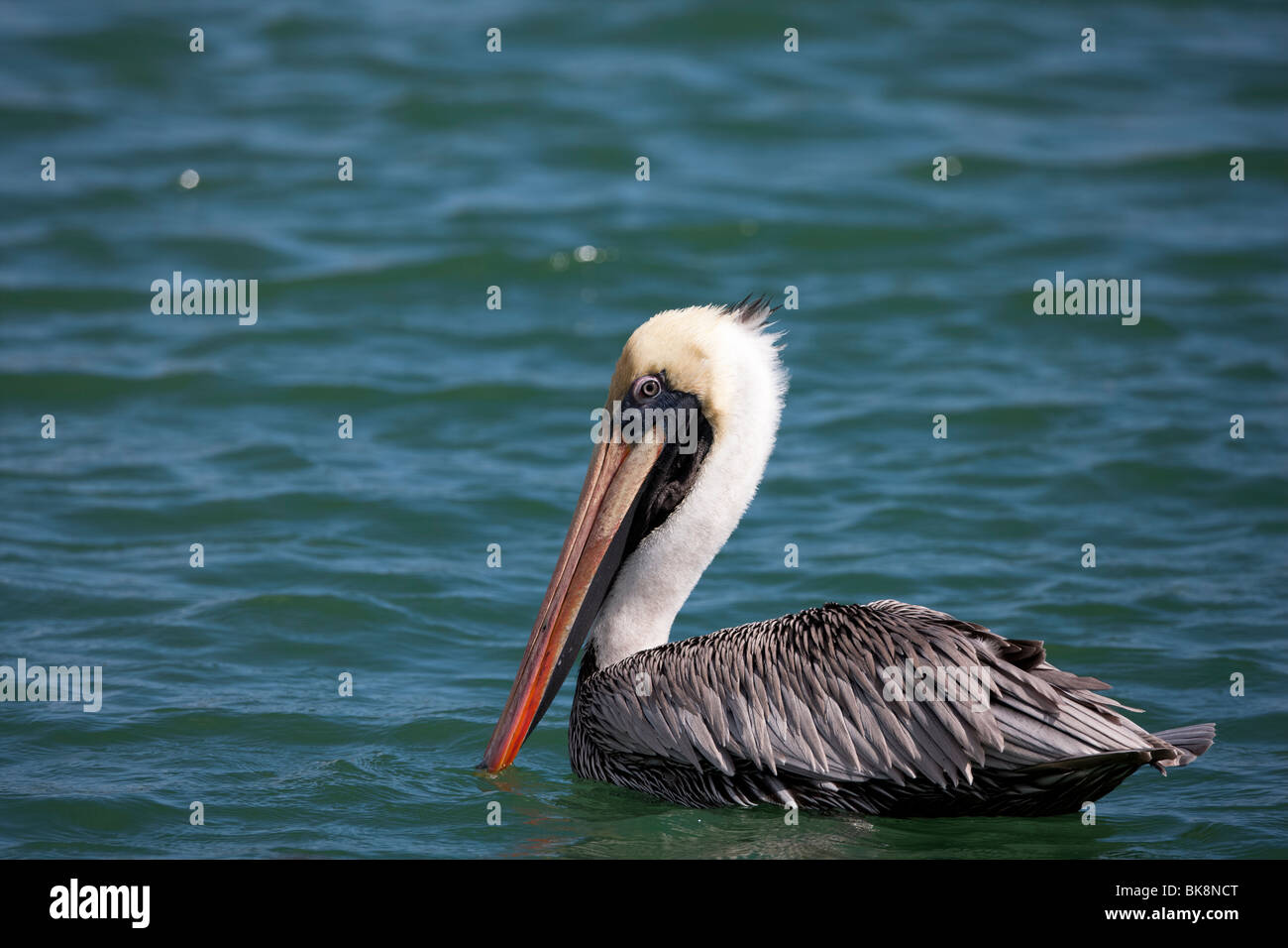 Brown Pelican (Pelecanus occidentalis occidentalis), adult in winter ...