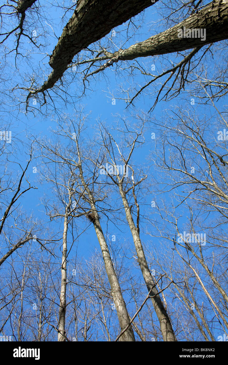 Eastern Hardwood Forest High Resolution Stock Photography and Images ...