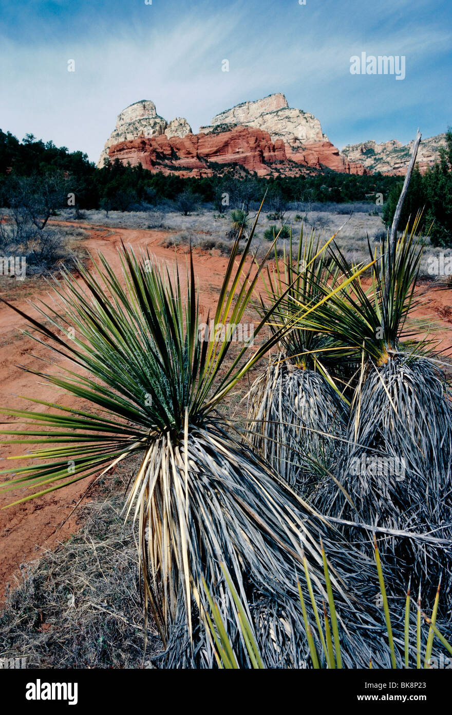Yucca Arizona