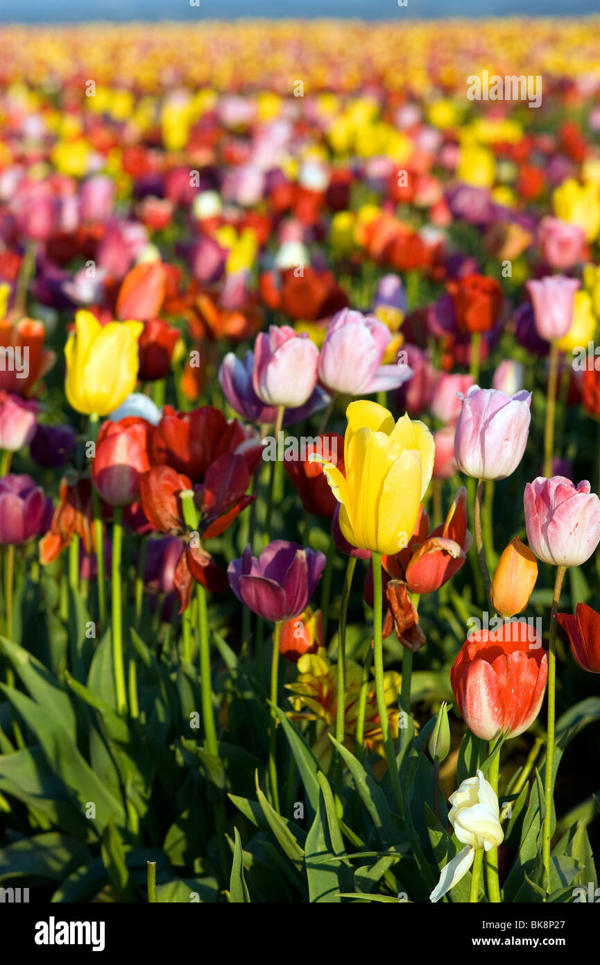 Field of bulb flowers hi-res stock photography and images - Alamy