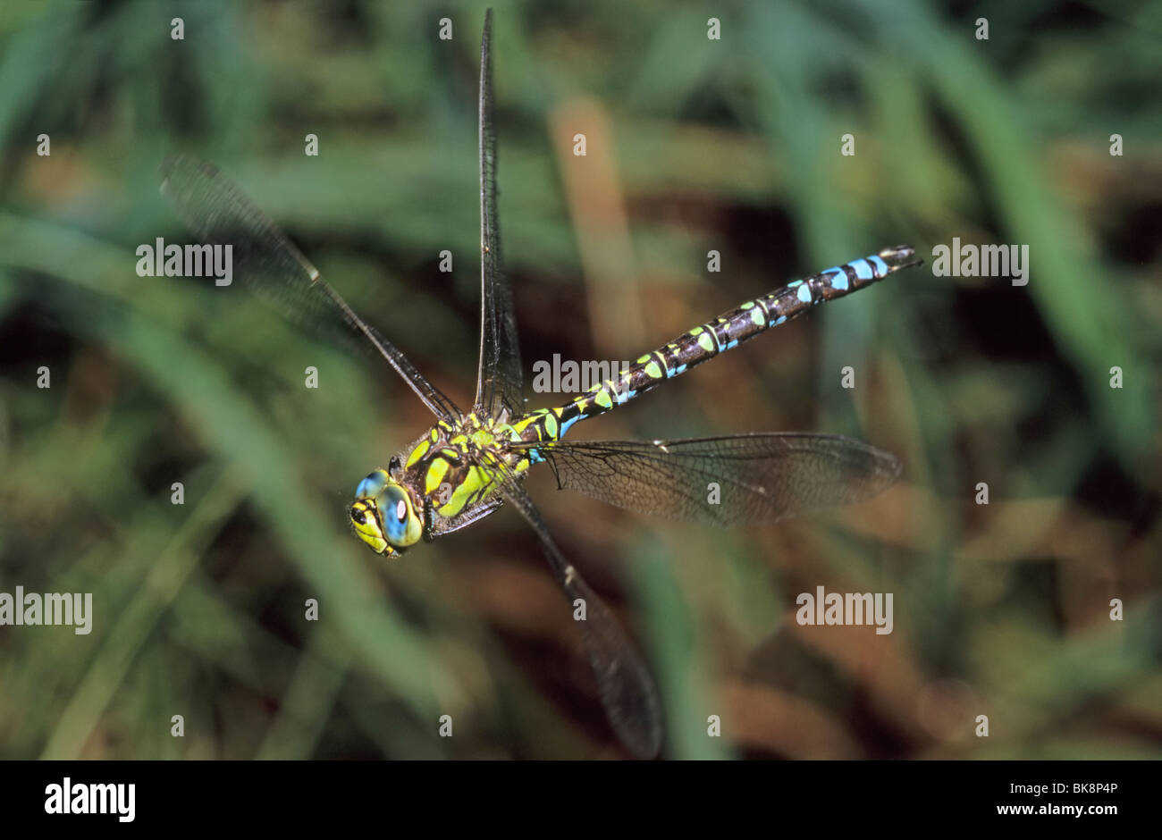 Flying arthropod hi-res stock photography and images - Alamy