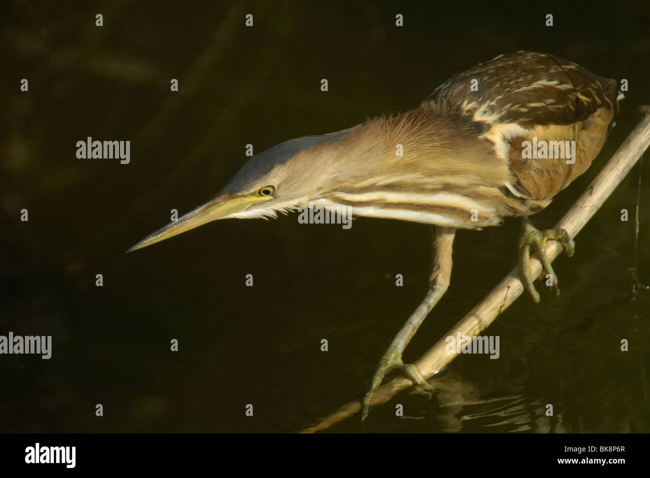 Little bittern adult female fishing on branch Stock Photo - Alamy