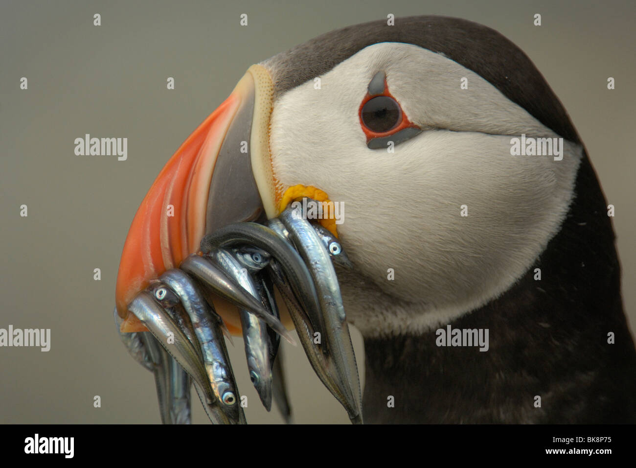 Puffin adult summer plumage portrait with fish in bill Stock Photo - Alamy