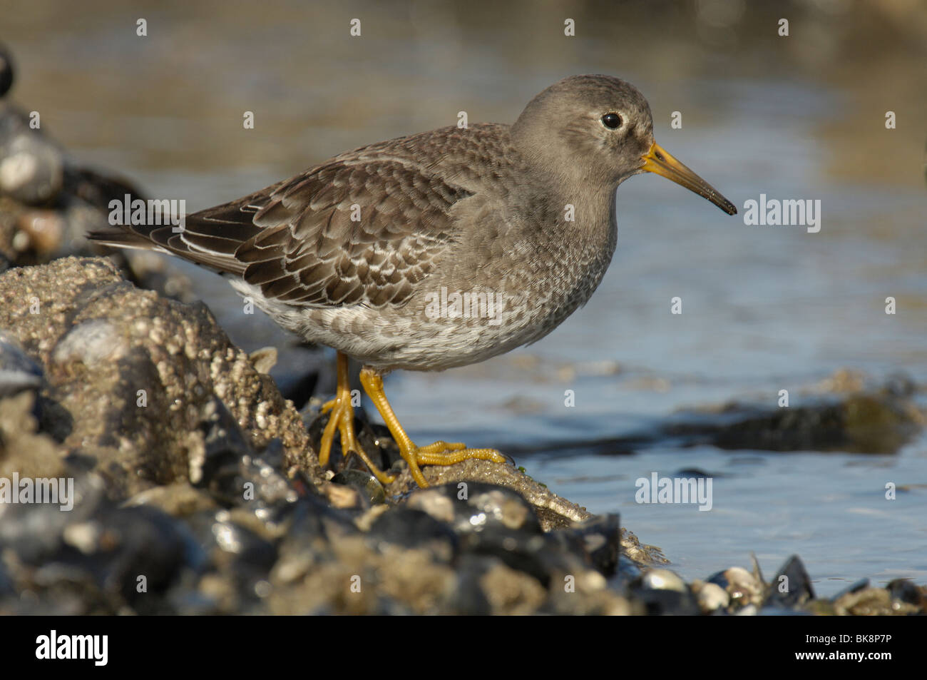 Purple sandpiper sideview standing in sunlight Stock Photo - Alamy