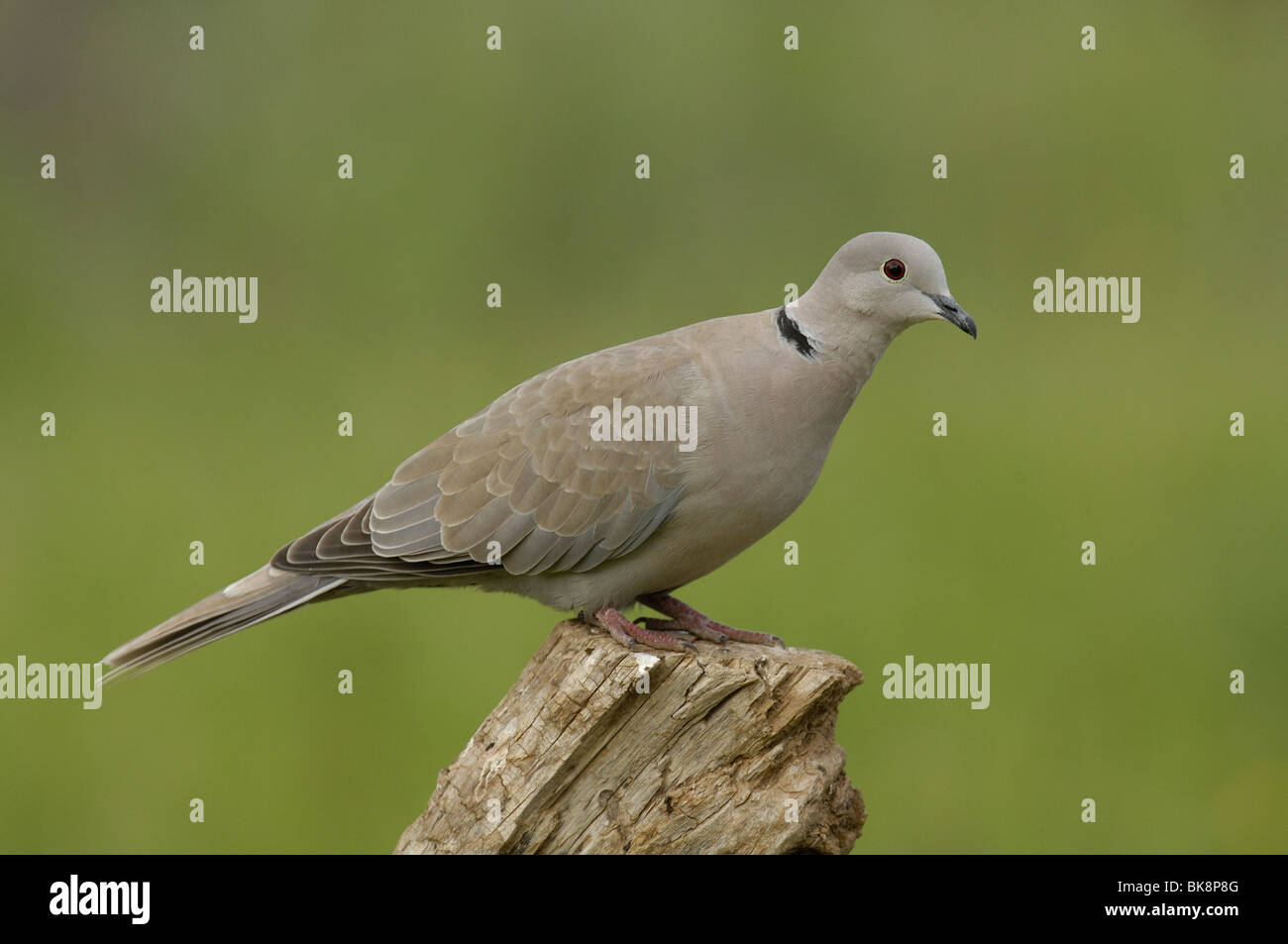 Sitting dove hi-res stock photography and images - Alamy