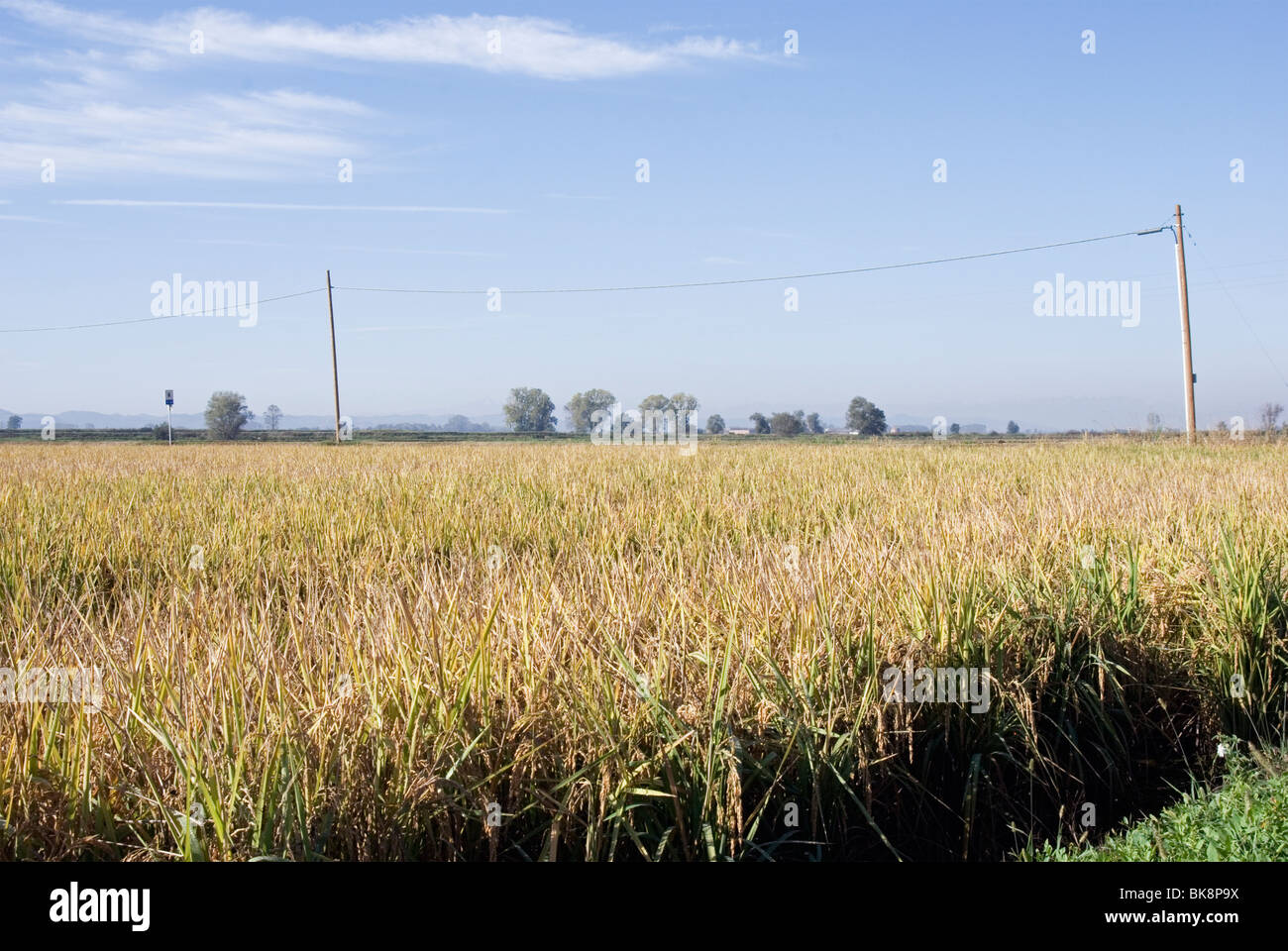 rice fields - Le grange - Piedmont - Italy Stock Photo - Alamy