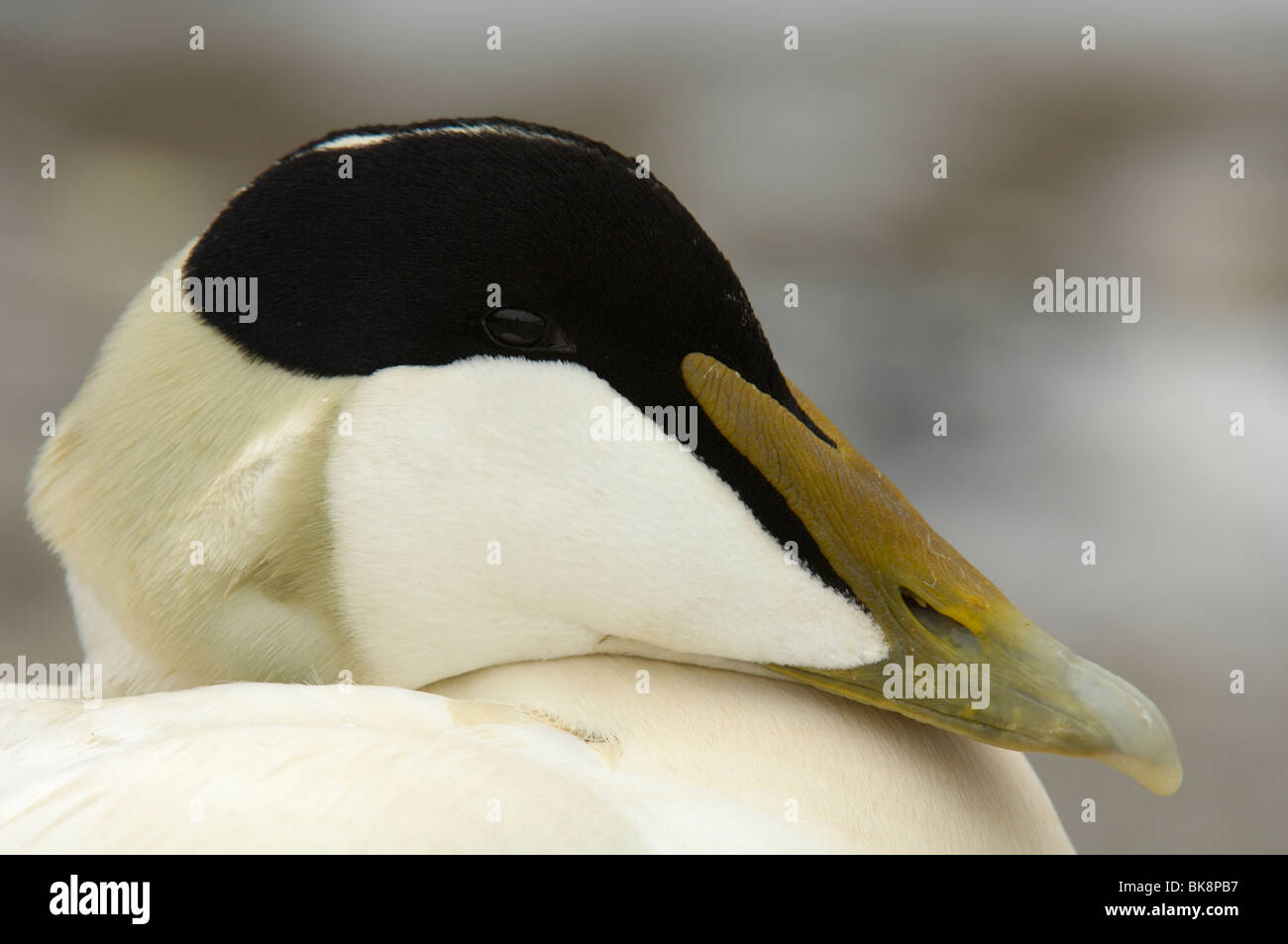 Common eider drake portrait hi-res stock photography and images - Alamy