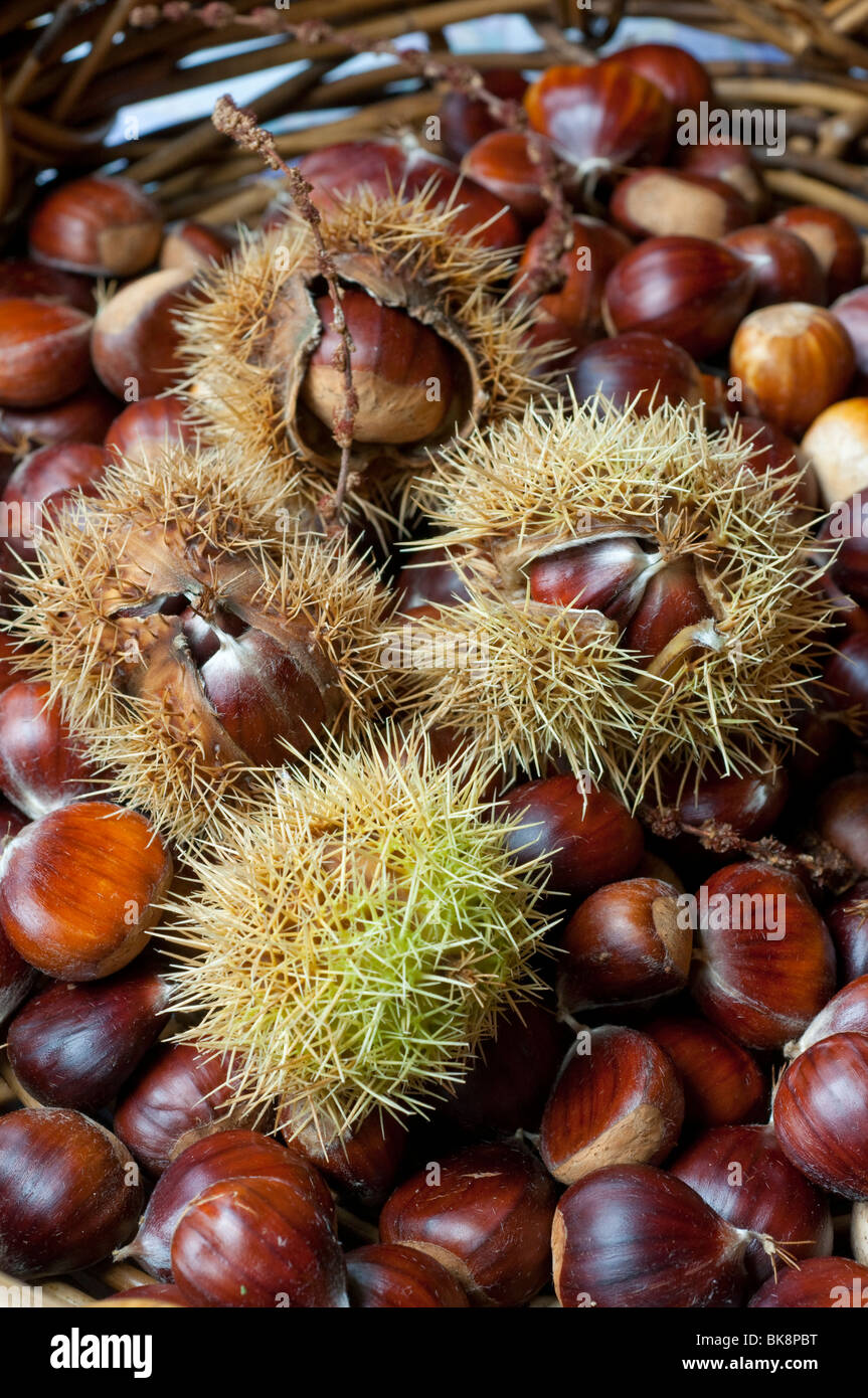 Chestnuts, Castanea sativa Stock Photo - Alamy