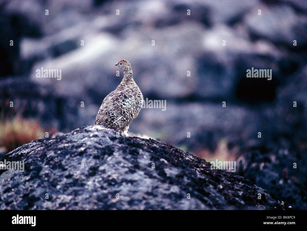 Female Rock Ptarmigan, Lagopus Mutus, Auyuittuq National Park, Baffin ...