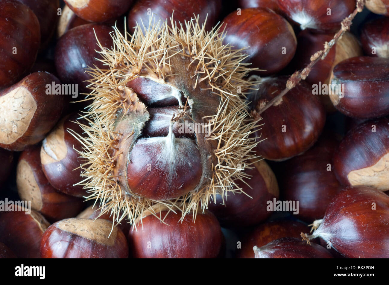 Chestnuts, Castanea sativa Stock Photo - Alamy