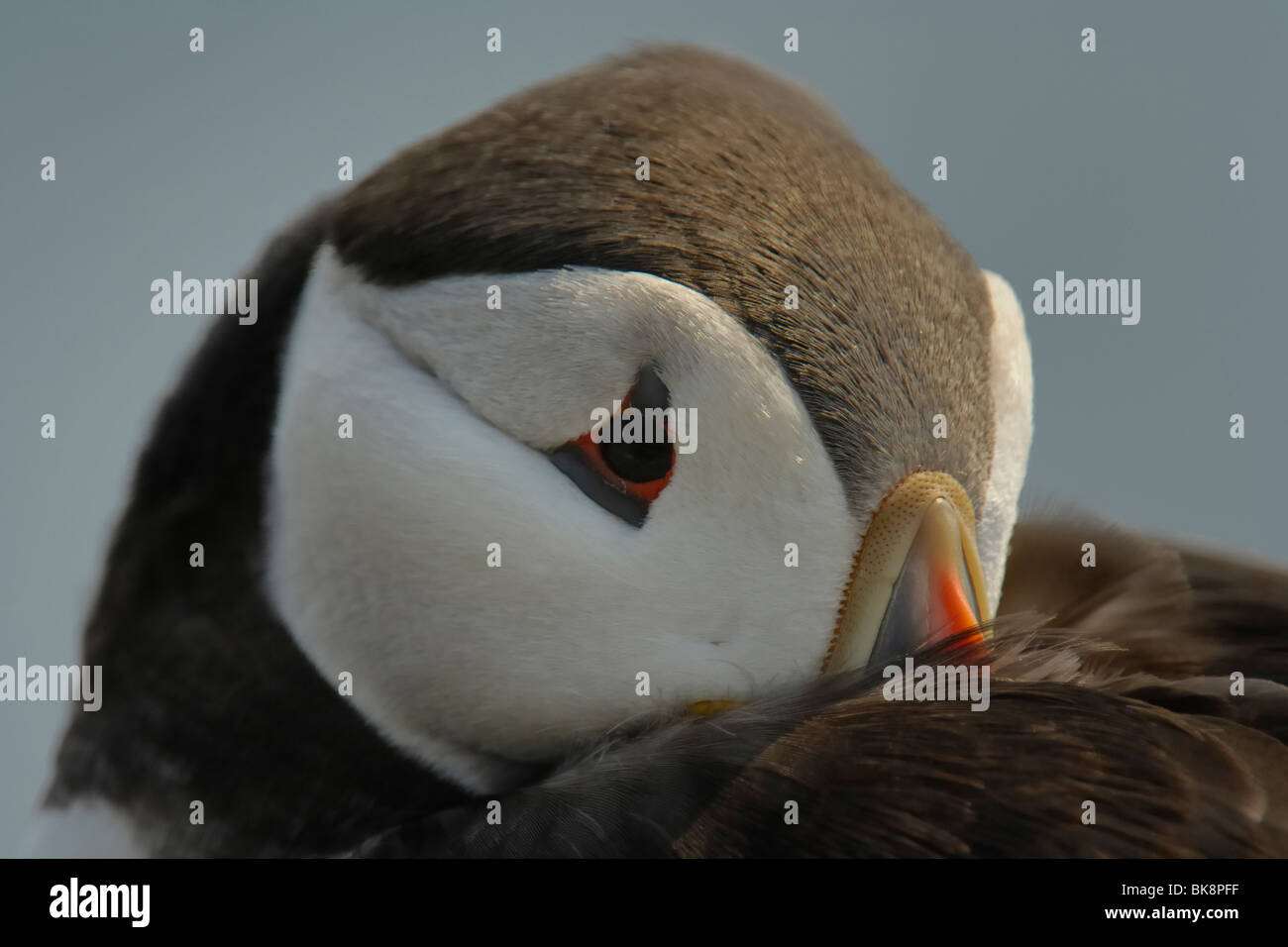Backlight puffin portrait hi-res stock photography and images - Alamy