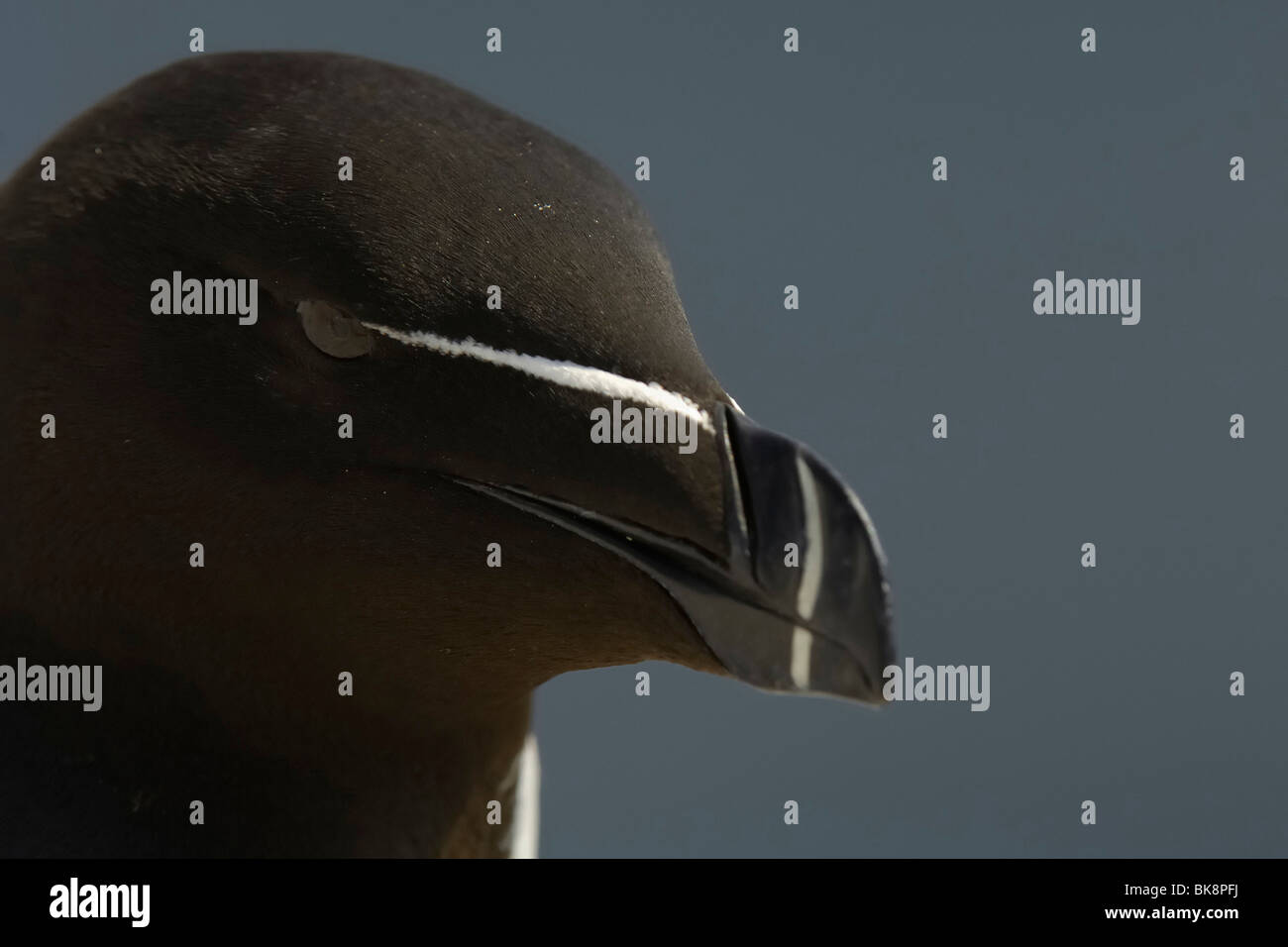 Razorbill detail hi-res stock photography and images - Alamy