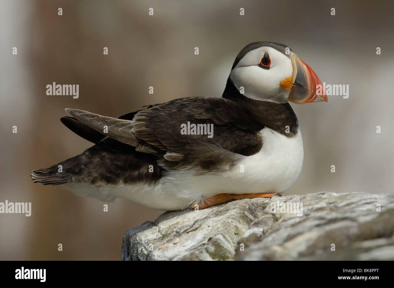 Puffin roosting hi-res stock photography and images - Alamy