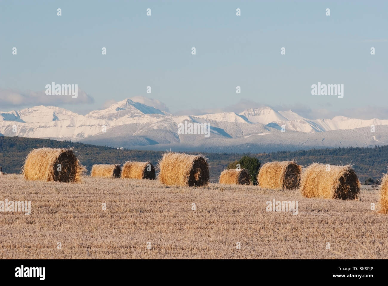 Hay bales in frost hi-res stock photography and images - Alamy