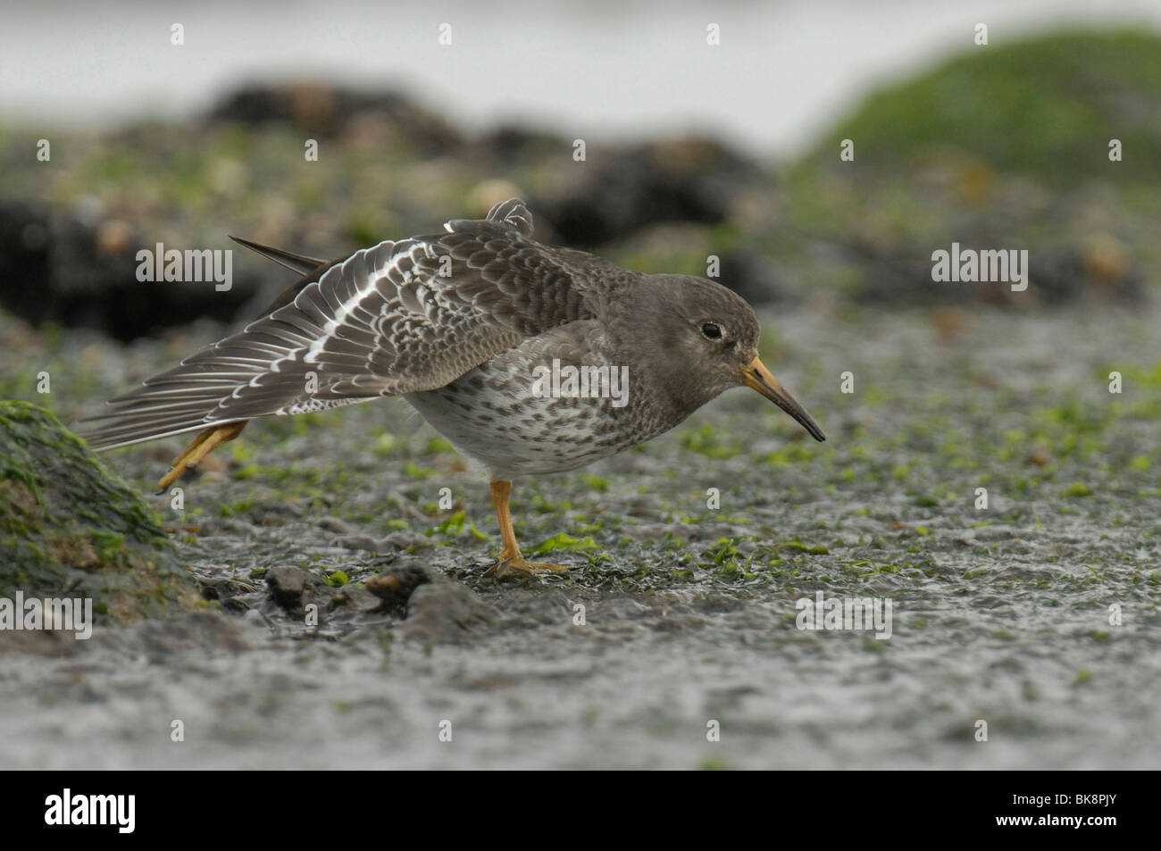 Purple sandpiper in sideview while stretching its wing Stock Photo - Alamy