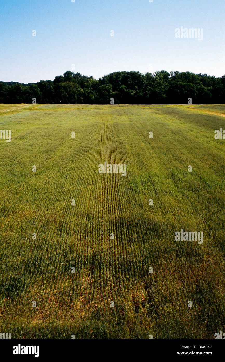 Corn farming usa aerial hi-res stock photography and images - Alamy