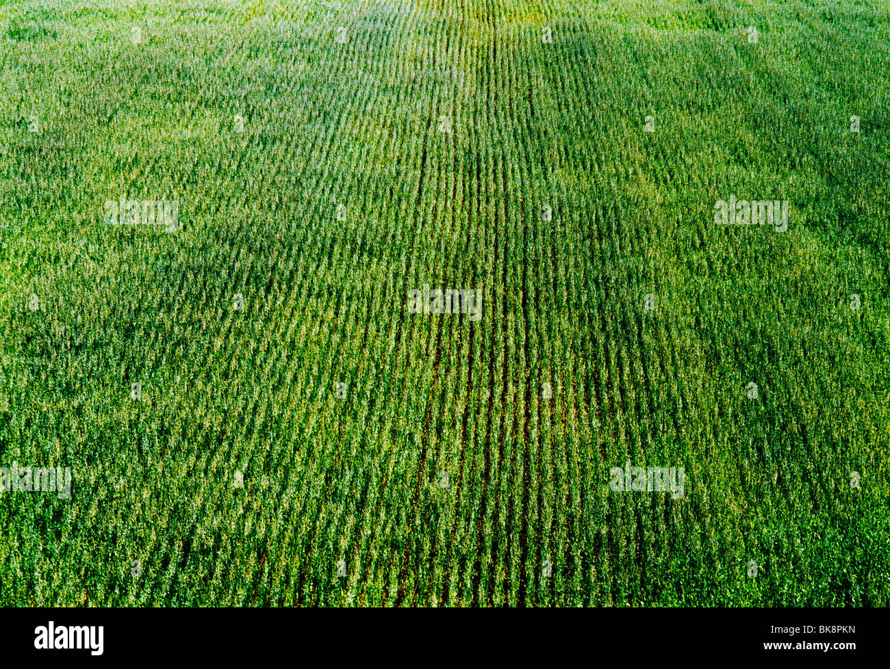 Aerial view of corn growing in farm fields, Montgomery County ...
