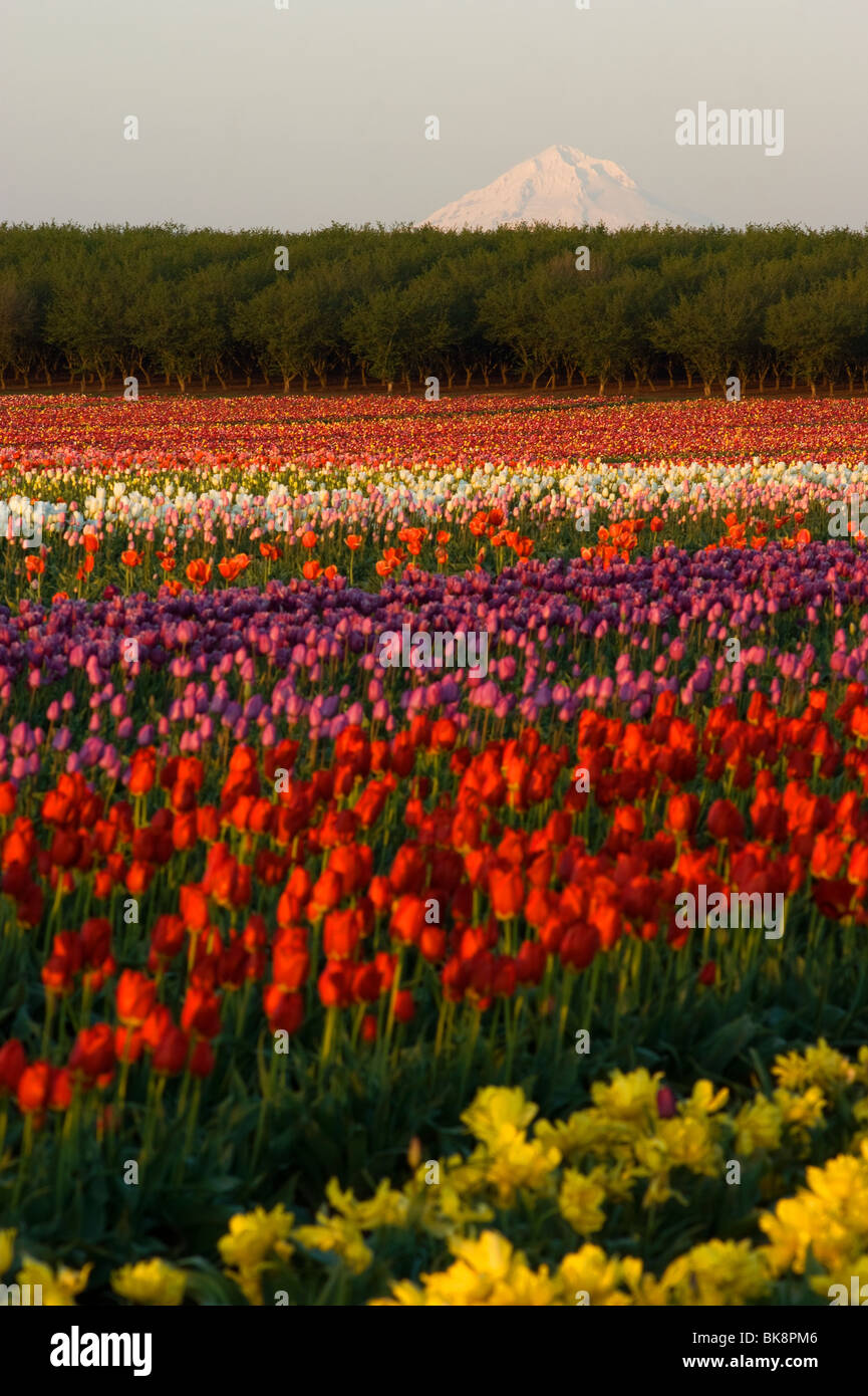 Landscape flower mountain farm hi-res stock photography and images - Alamy