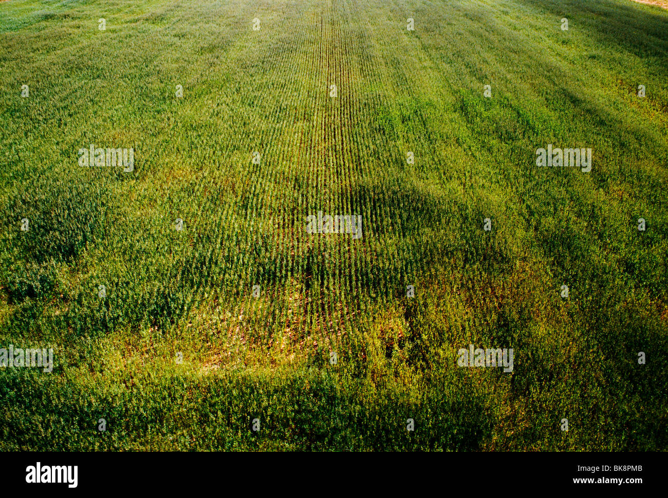 Corn farming usa aerial hi-res stock photography and images - Alamy