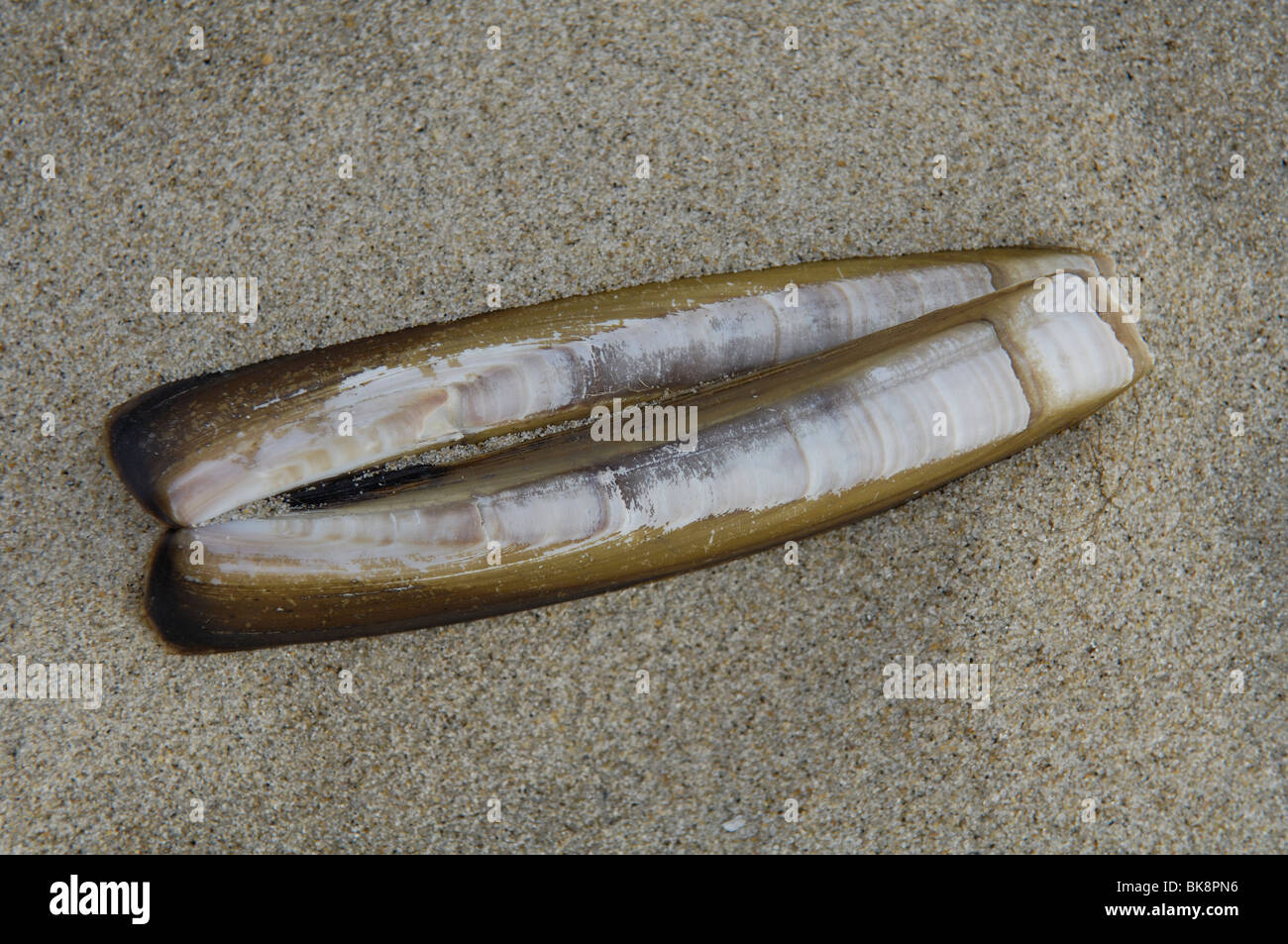 Razor shell on beach Stock Photo - Alamy