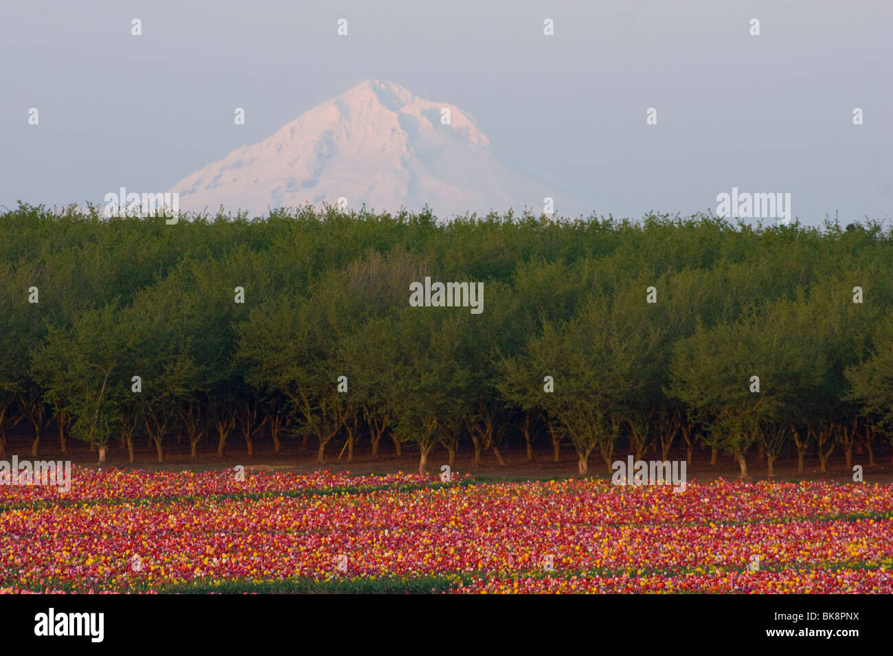 Woodenshoe Bulb Farm tulip fields and Mount Hood Oregon State Stock ...