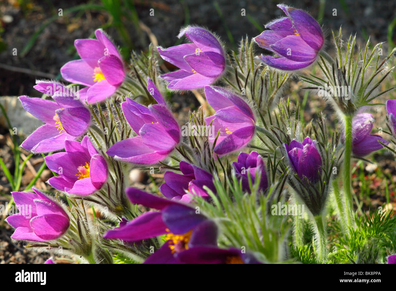 Pasque spring flowers blooming Pulsatilla vulgaris Stock Photo - Alamy