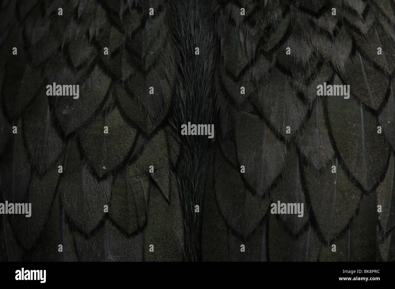 Feathers of adult shag Stock Photo - Alamy