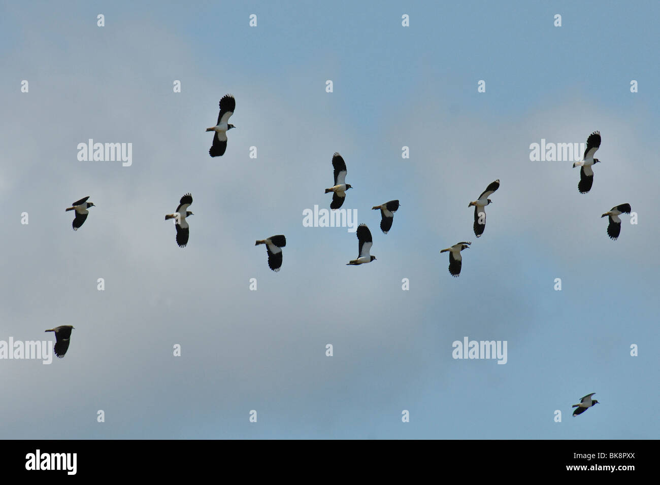 Northern lapwing texel hi-res stock photography and images - Alamy