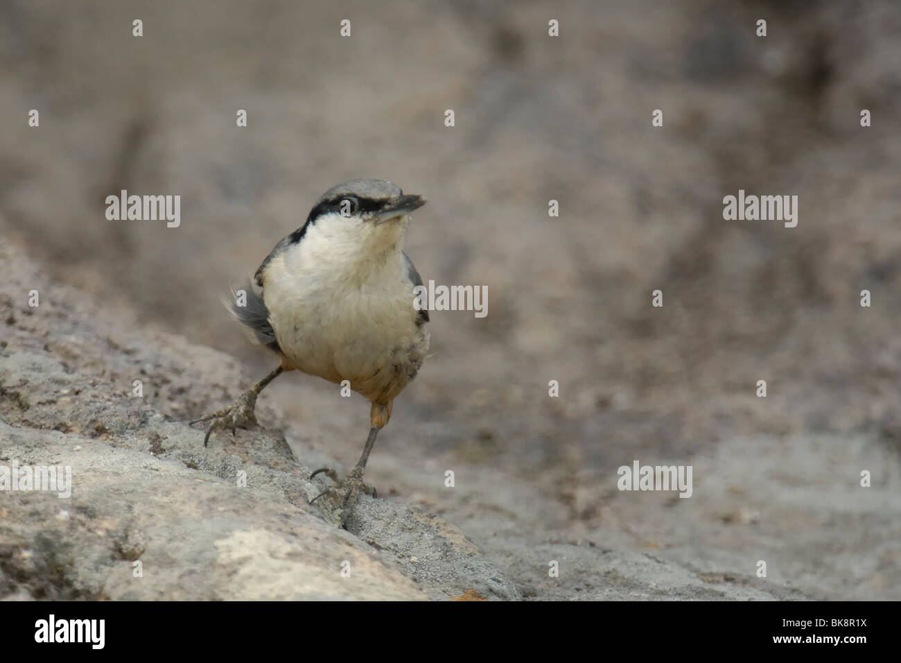 Western rock nuthatch sitting on stone Stock Photo - Alamy