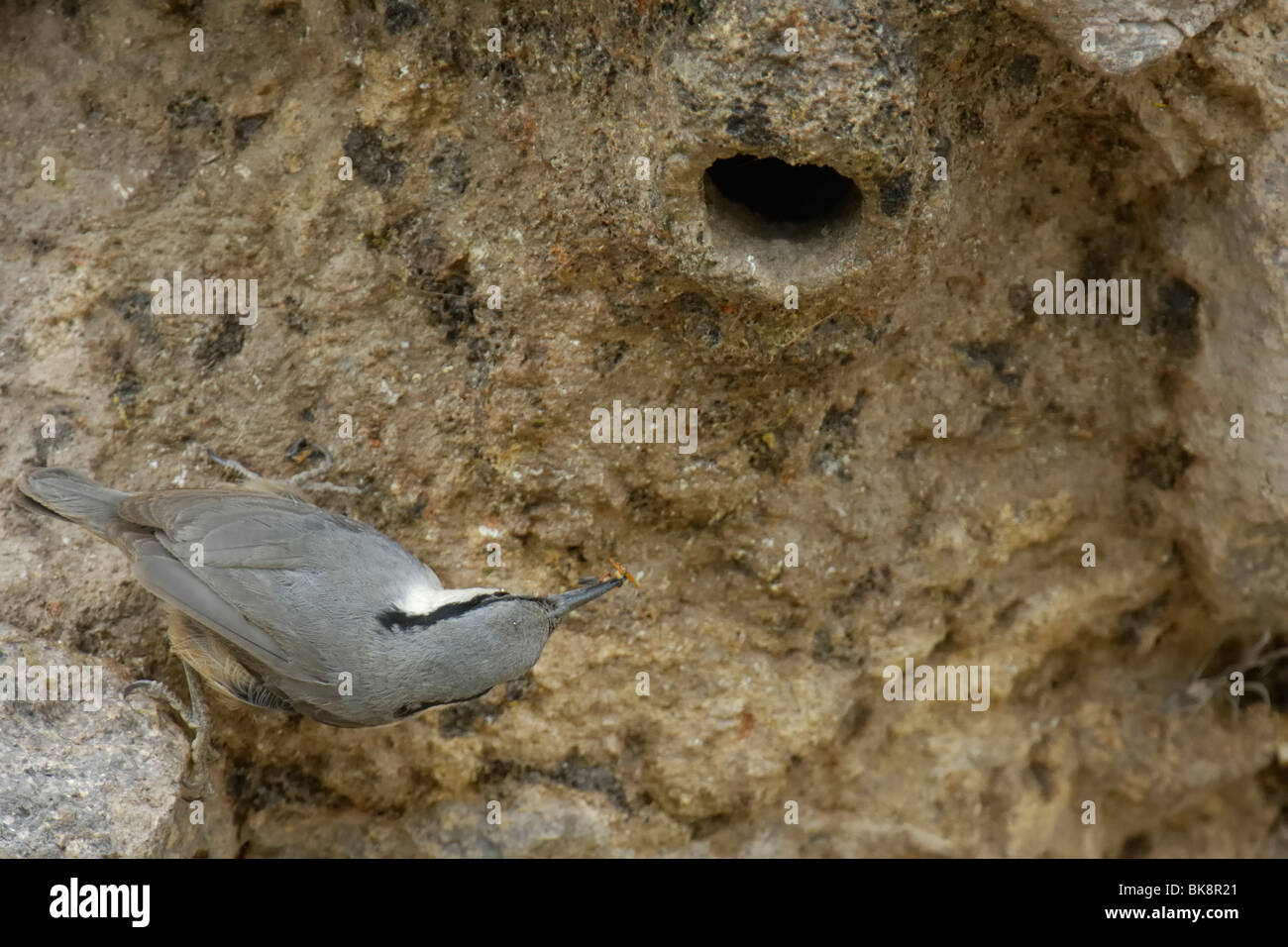 Western rock nuthatch at nest with insect in bill Stock Photo - Alamy