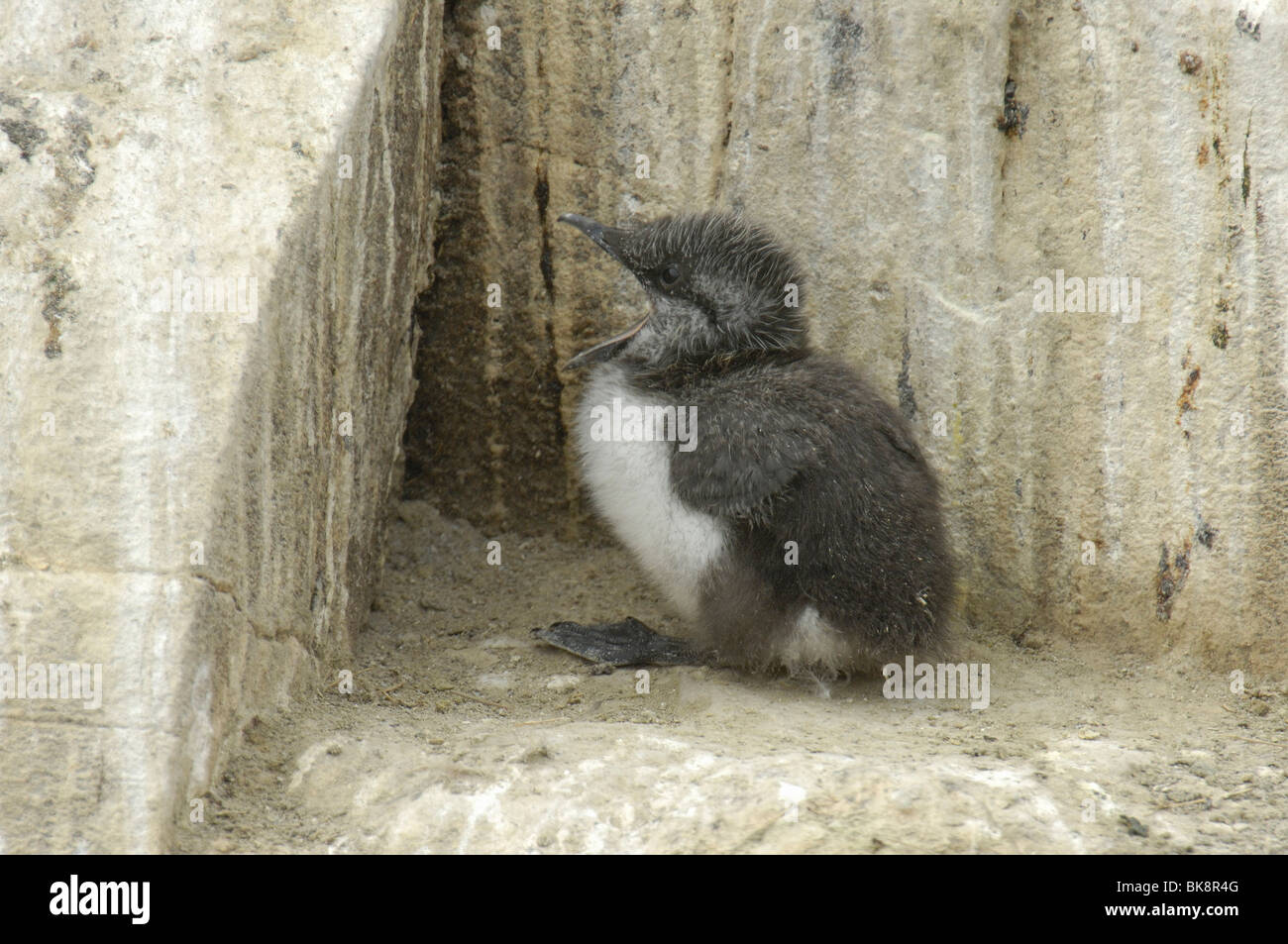 Guillemot chicken calling Stock Photo - Alamy
