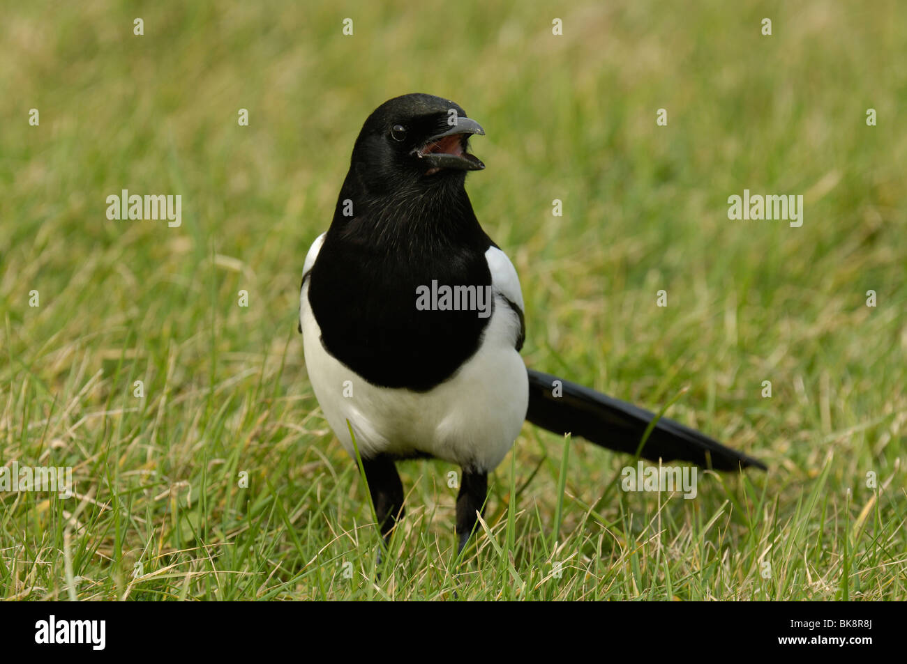 Frontview calling european magpie standing in grass Stock Photo - Alamy