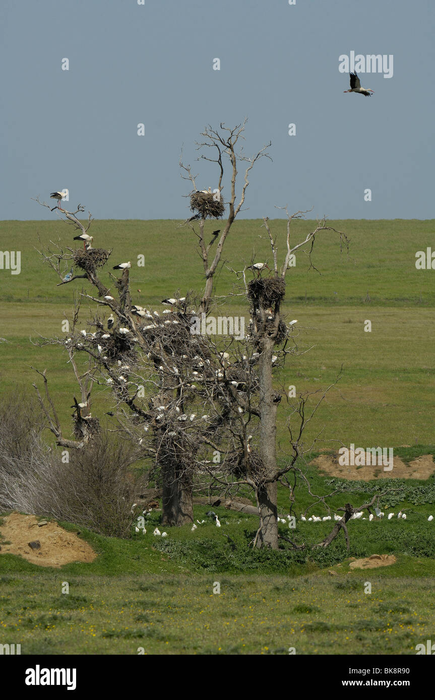 Rookery of White stork and Cattle Egret in steppe landscape Stock Photo ...