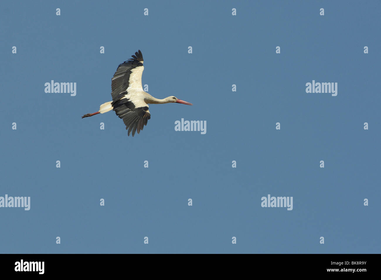 White stork in flight Stock Photo - Alamy