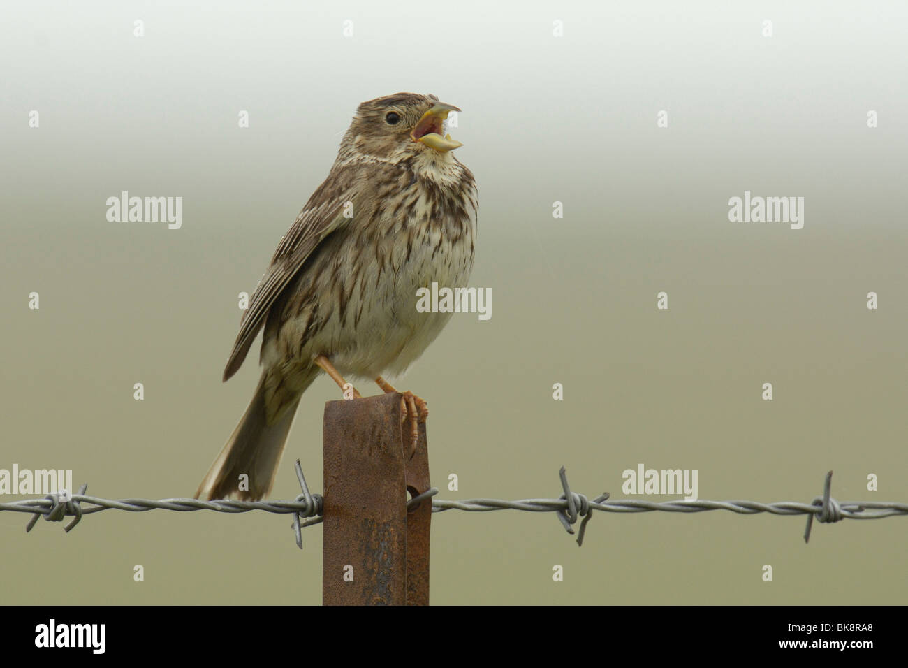 Corn bunting singing on barbed wire Stock Photo - Alamy