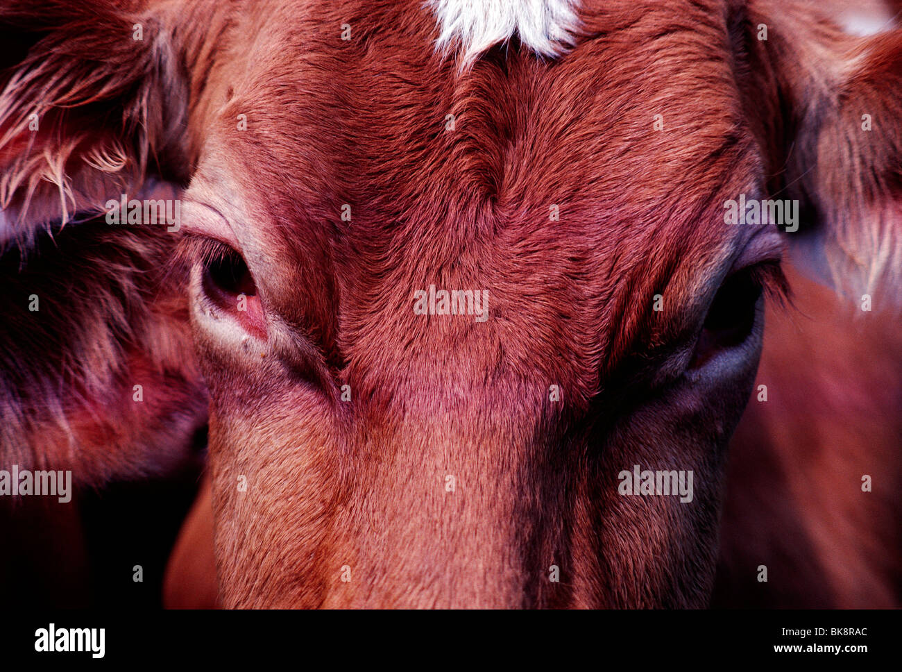 Cow on farm agriculture farm hi-res stock photography and images - Alamy