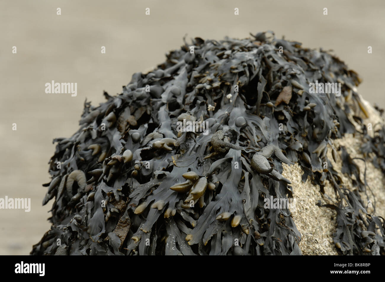 Bladder wrack on stone Stock Photo - Alamy