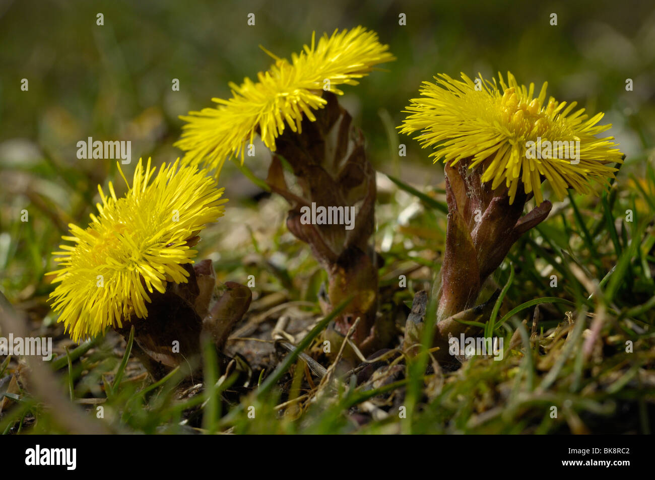 Coltsfoot flowering in sideview Stock Photo - Alamy
