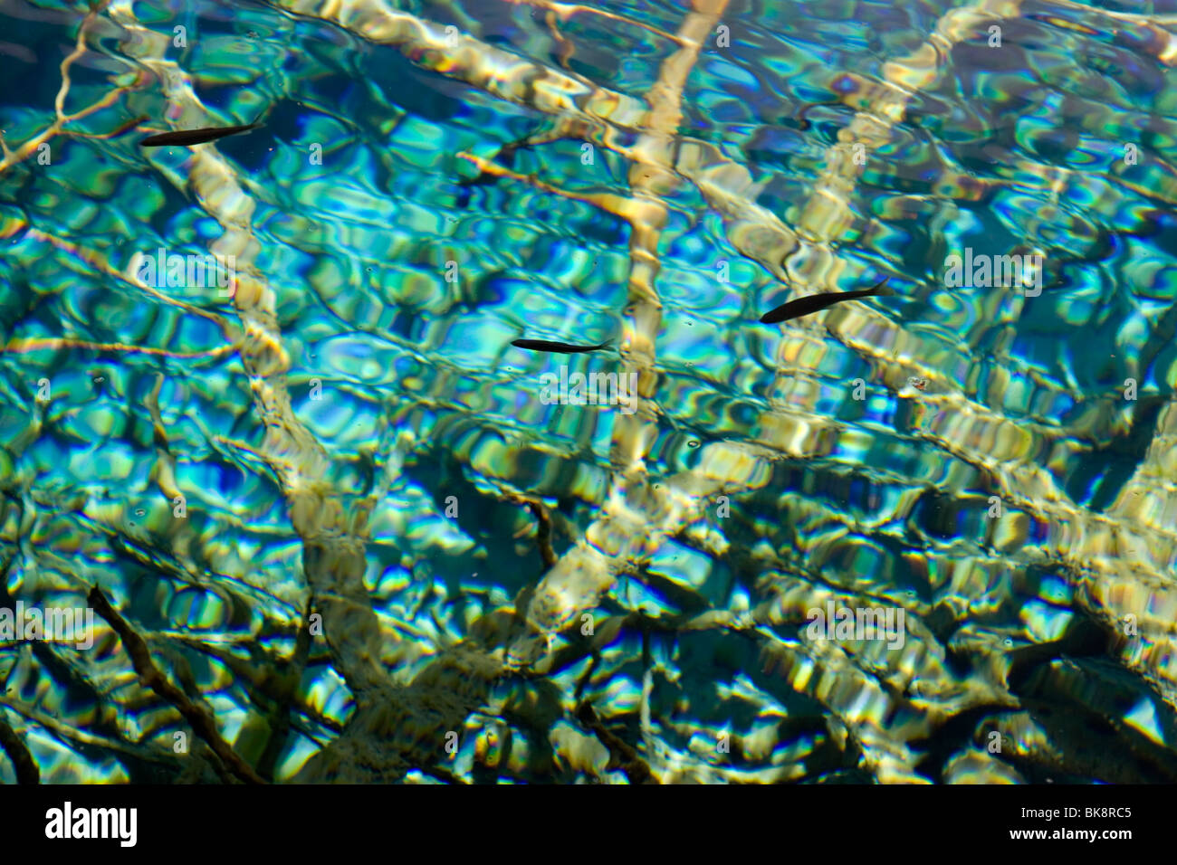 Dead tree branches and fish are visible in the incredibly clear and ...
