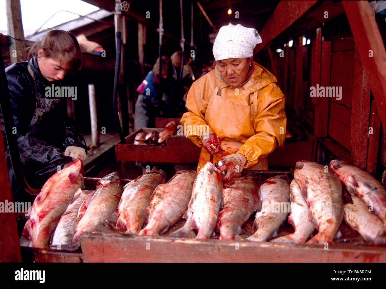 Native woman works in a salmon fish processing plant, Ust Belaya ...