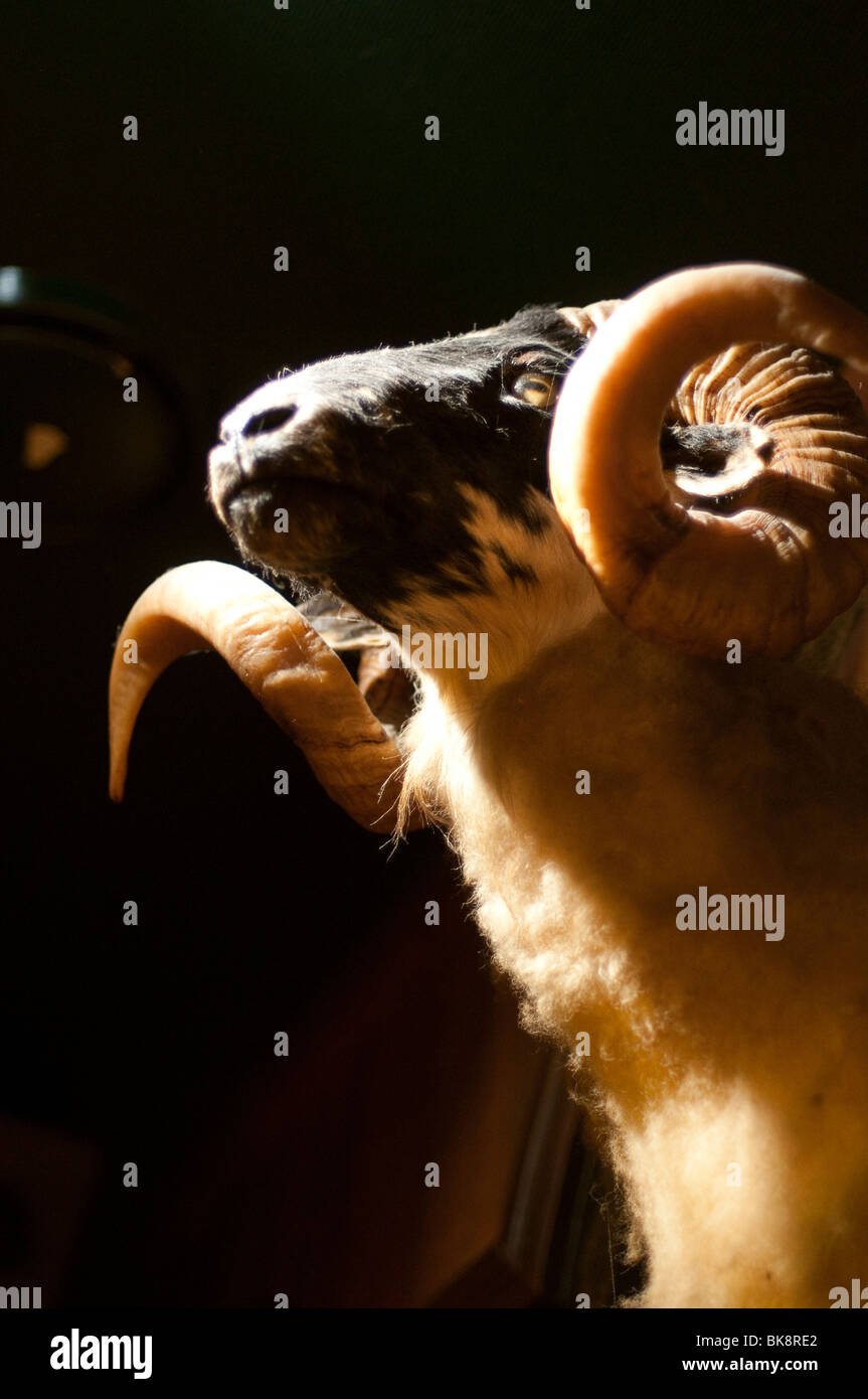 Scottish Blackface ram trophy hanging in a pub Stock Photo - Alamy
