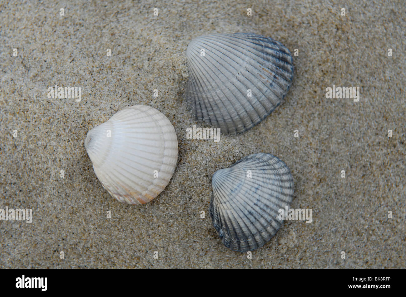 Shells on beach Stock Photo - Alamy