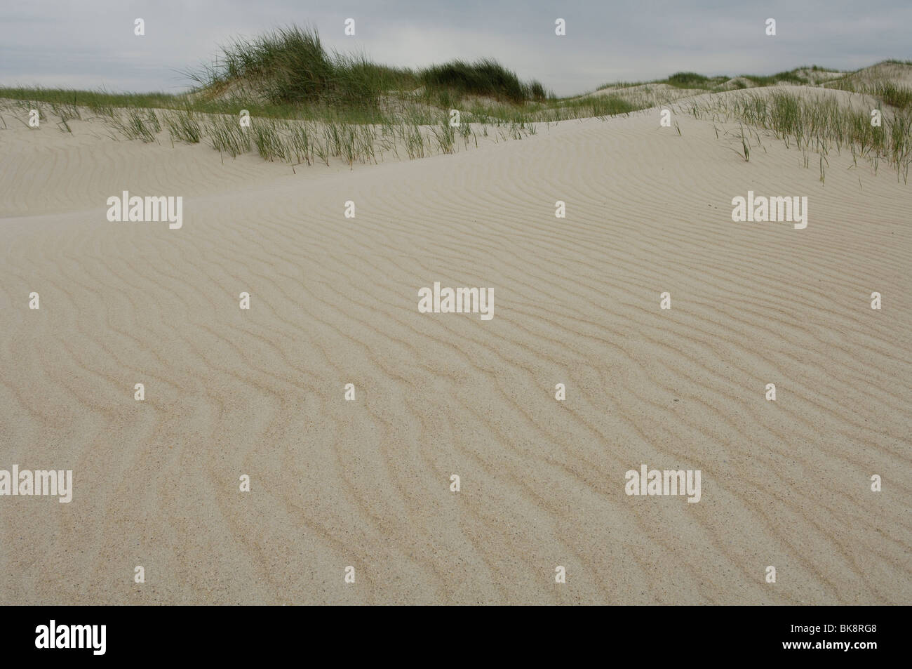 Marram grass ammophila arenaria patterns hi-res stock photography and ...